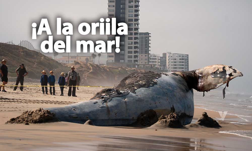 Hallan ballena en Playas de Tijuana y excavan pozo para enterrarla ...